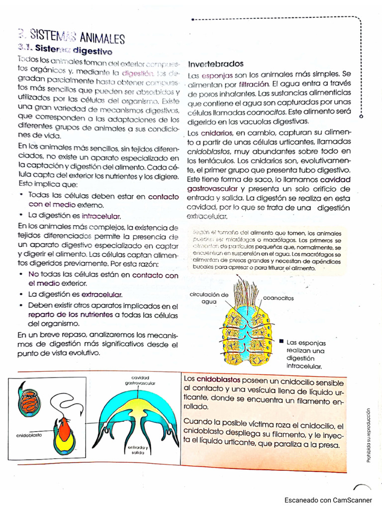 SISTEMA_DIGESTIVO_EN_ANIMALES_INVERTEBRADOS_Y_VERTEBRADOS_1 | PDF