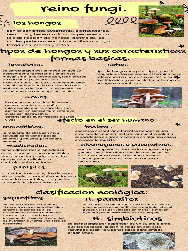 Clasificación de los Hongos en el Reino Fungi | PDF | Hongo | Parasitismo