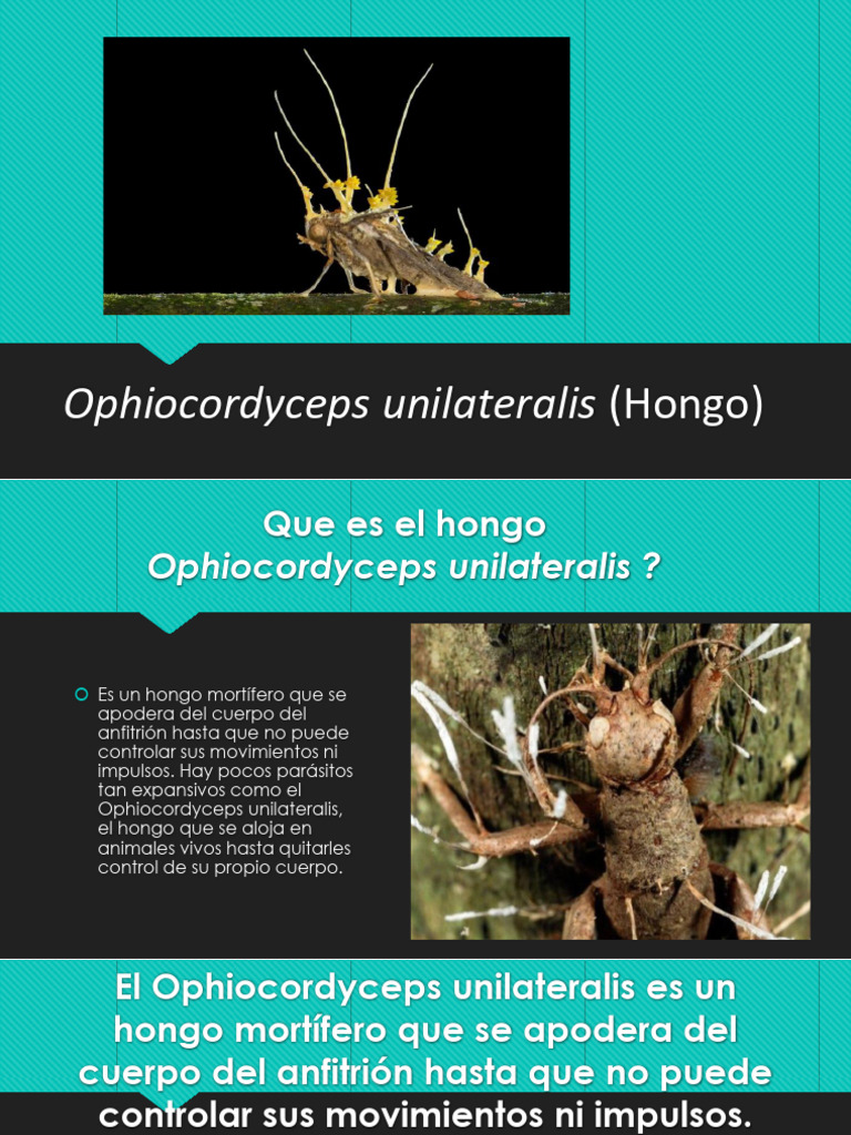 Ophiocordyceps unilateralis: Hongo zombi en insectos | PDF | Hongo ...