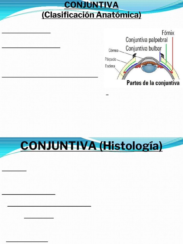Conjuntiva (2024) | PDF | Oftalmología | Ojo humano