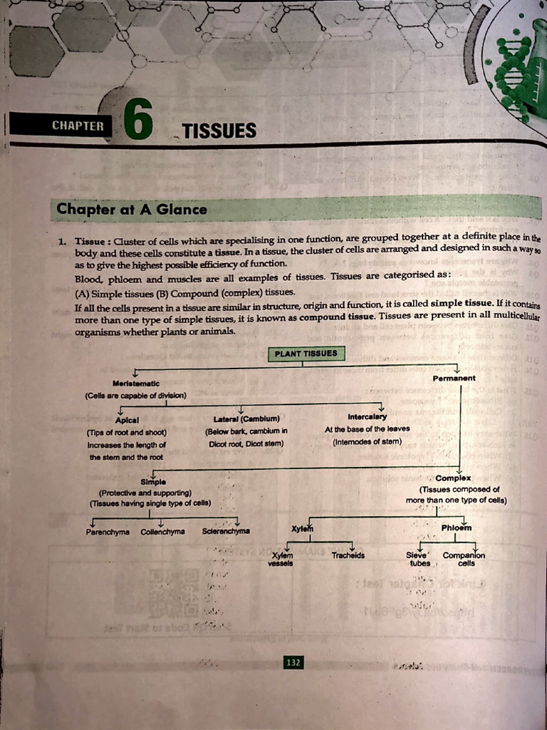 Chapter 6- Tissue | PDF