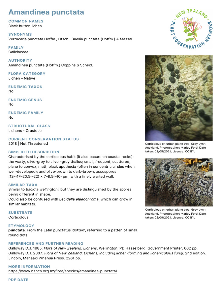 Amandinea Punctata: Punctata: From The Latin Punctatus Dotted ...