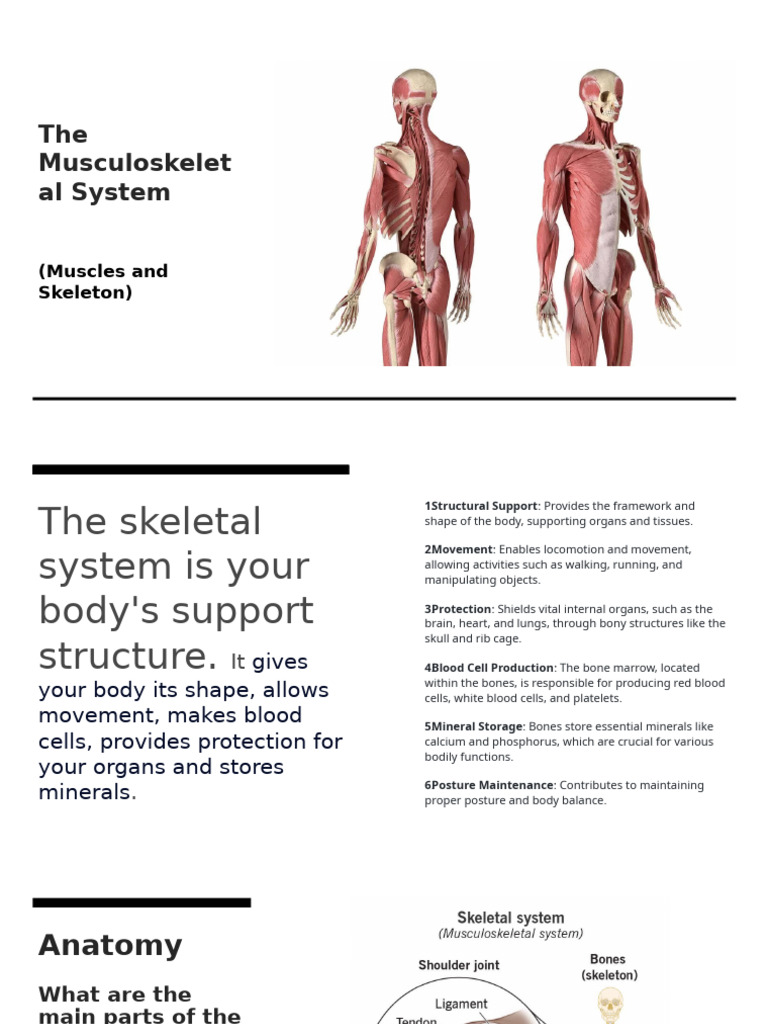 Musculoskeletal System | PDF | Bone | Skeleton