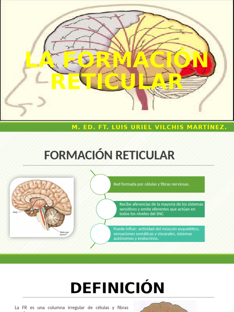 Formación Reticular | PDF | Cerebelo | Médula espinal