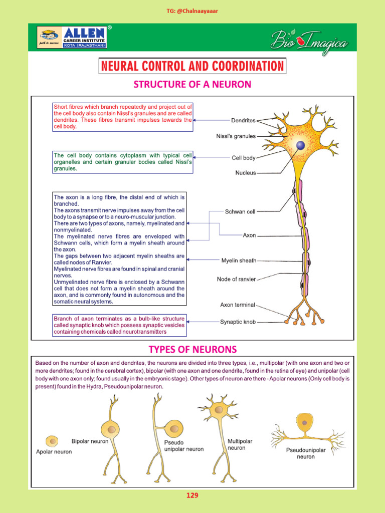 Ch.13 Neural Control and Coordination | PDF
