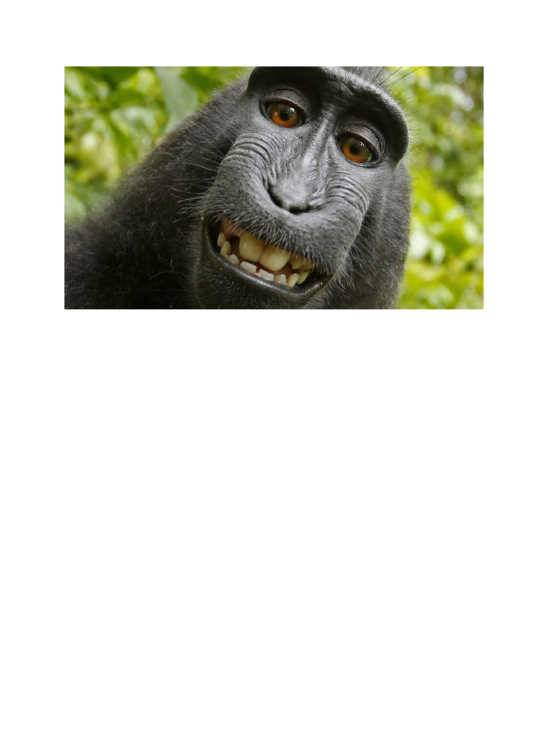 Monkey | PDF