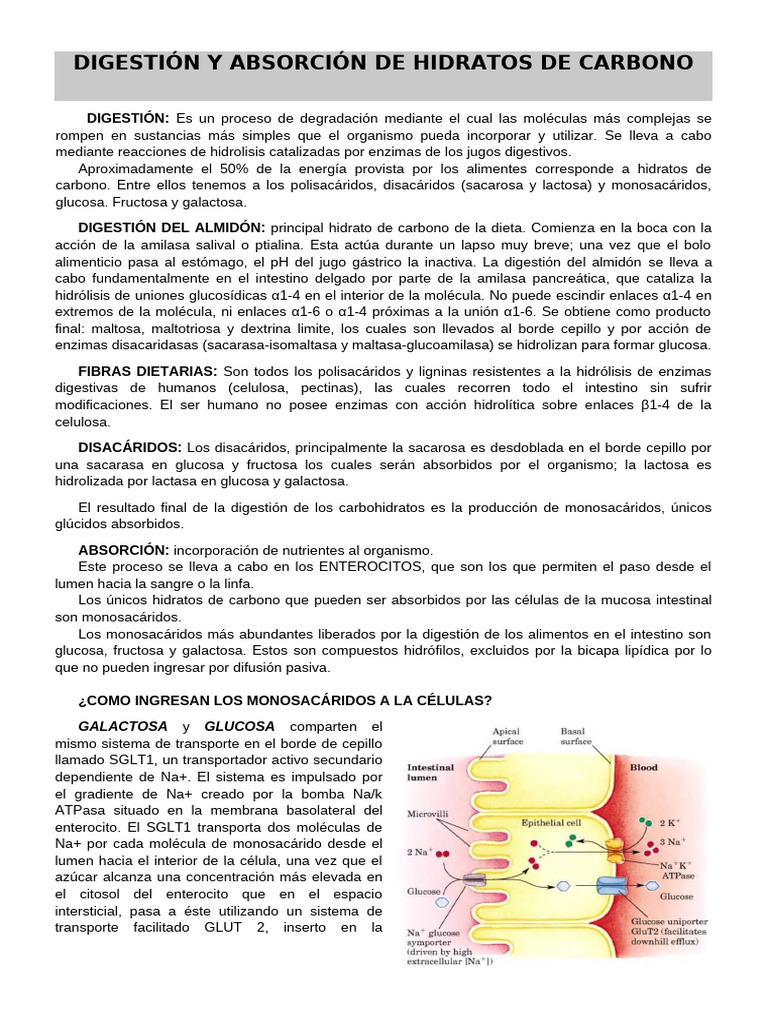 Digestión y Absorción de Carbohidratos | PDF | Glucólisis | Digestión