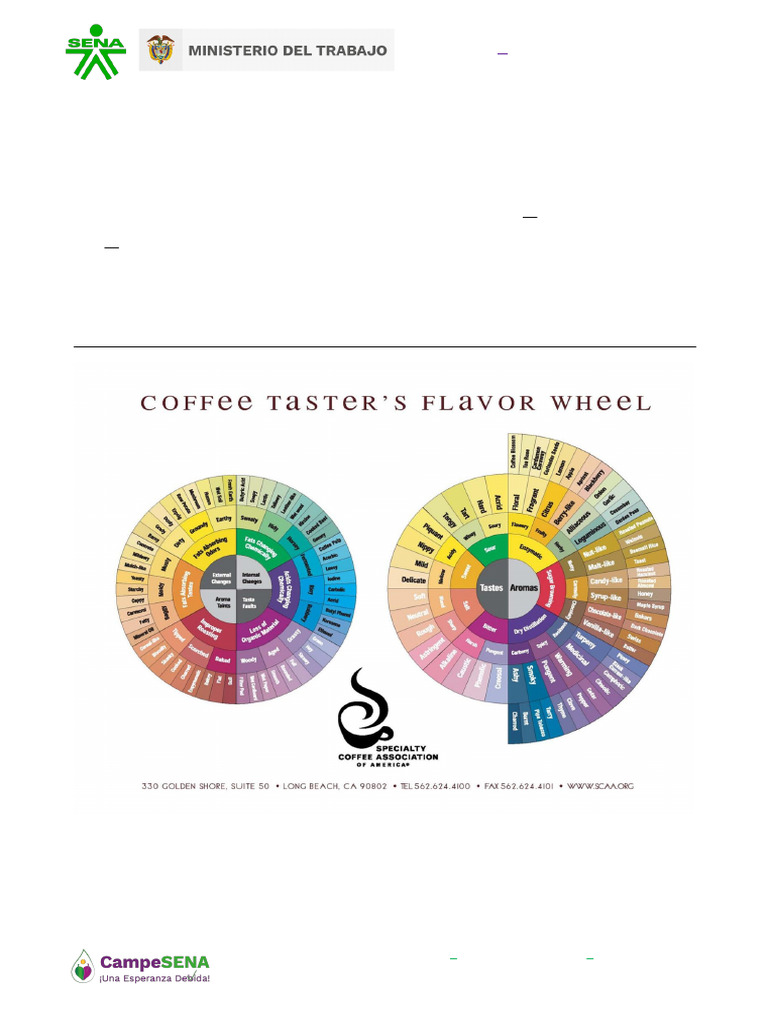 Defectos en el Café: Identificación y Causas | PDF | café | Agricultura