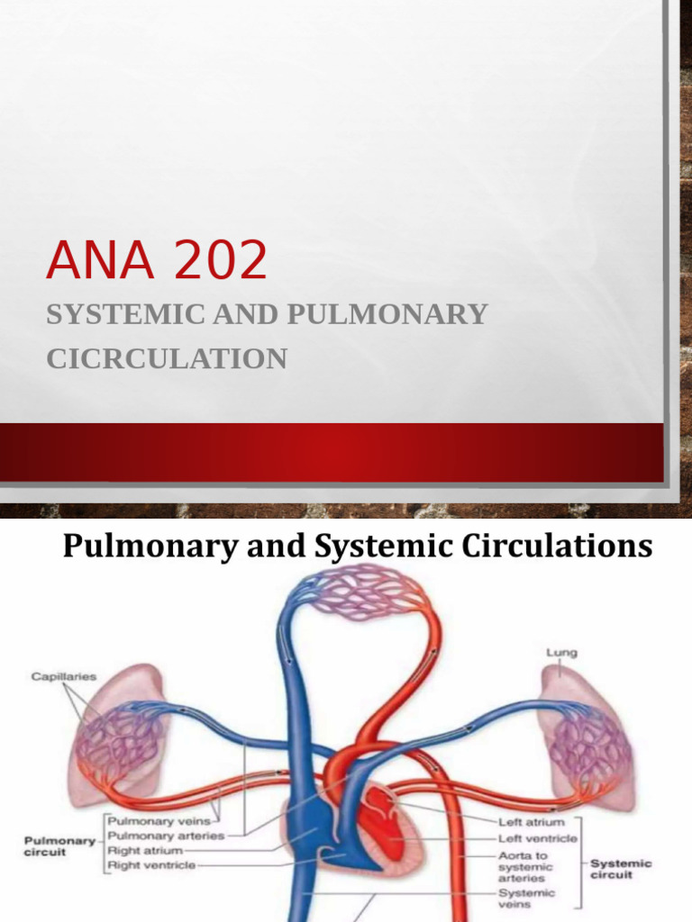 Systemic and Pulmonary Cicrculation | PDF