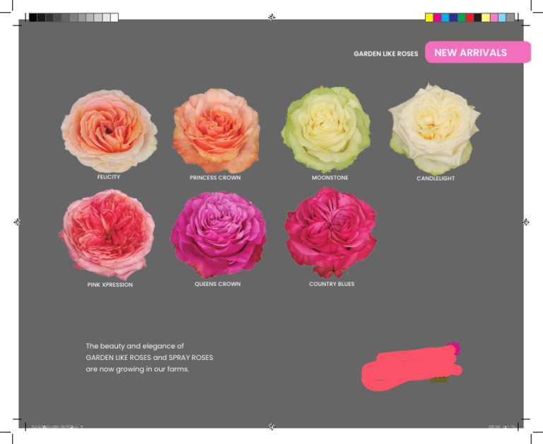 Catalogo Matina 2024 Last One-5 | PDF