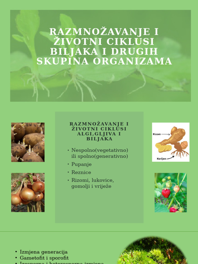 Razmnozavanje. I Zivotni Ciklusi Biljaka I Drugih Skupina Organizama | PDF