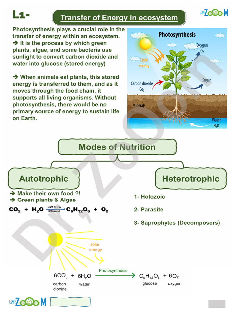Understanding Fossil Fuels and Energy | PDF | Fuels | Photosynthesis