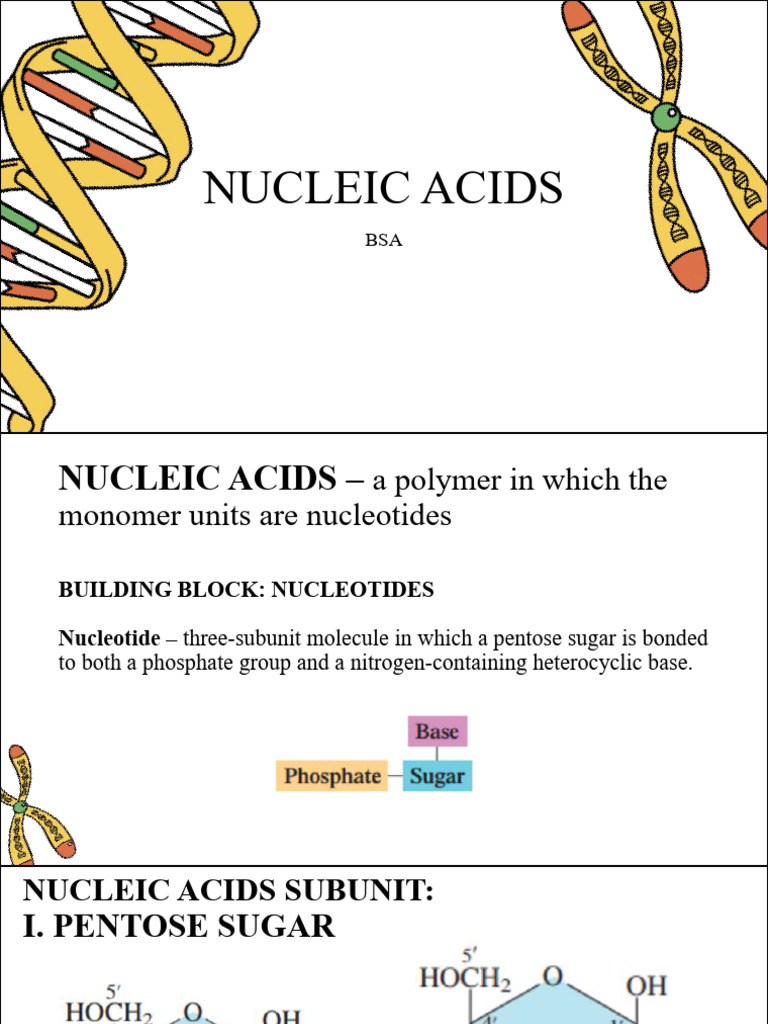 Nucleic Acids Presentation | PDF | Translation (Biology) | Nucleic Acids