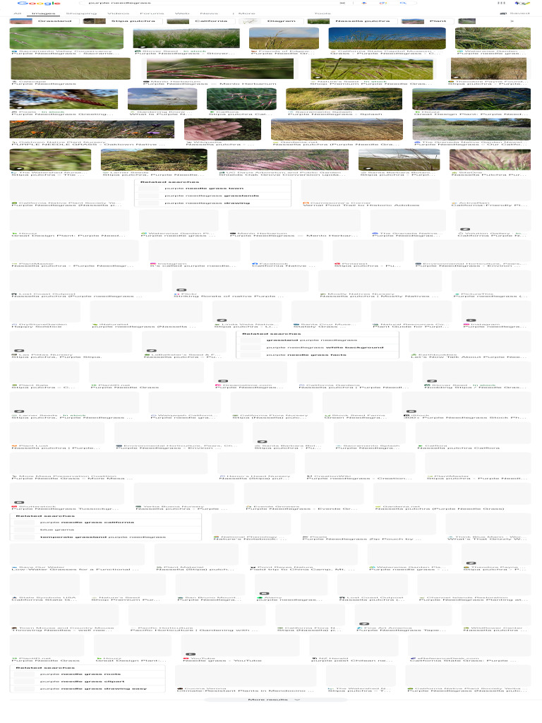 Purple Needlegrass - Google Search | PDF | Grass | Botany