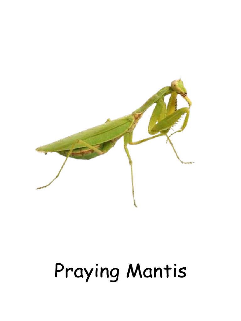 Praying Mantis Beings Overview | PDF