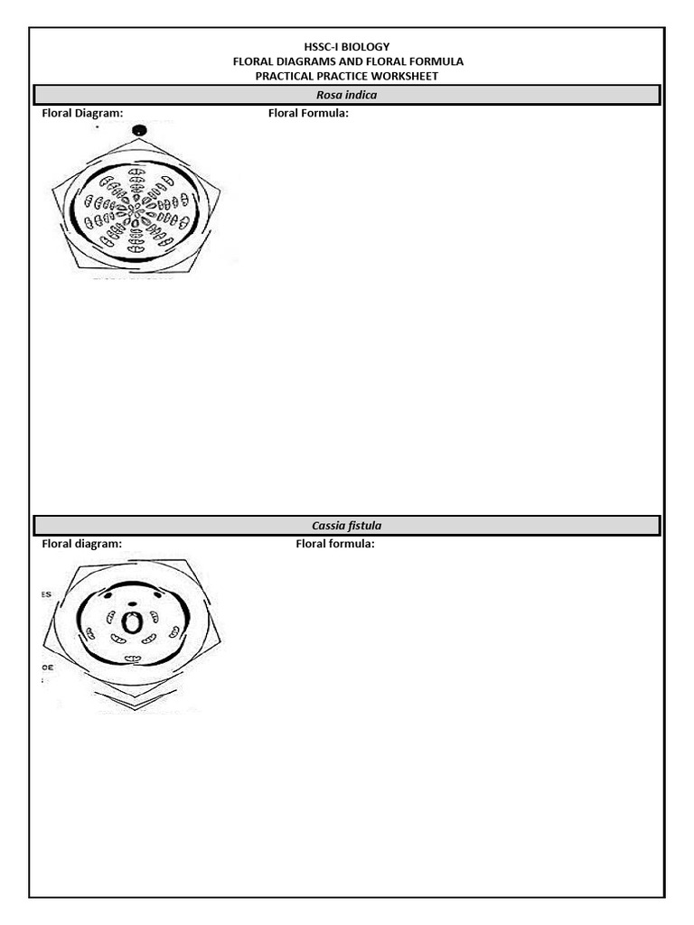 Floral Diagrams and Formulas Guide | PDF