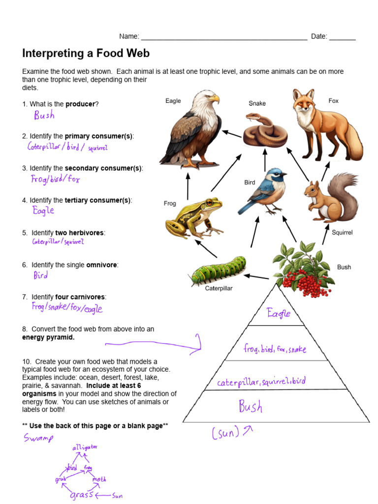 Copy of Interpreting a Food Web | PDF