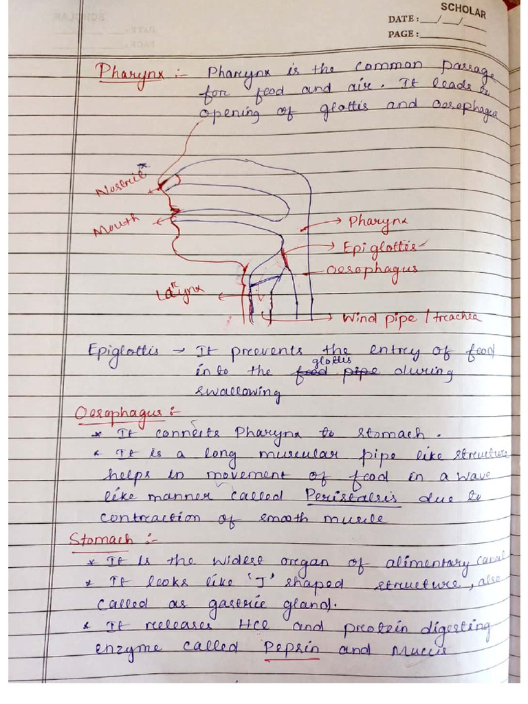 Process of Digestion of Food. DT - 27.04.24 | PDF