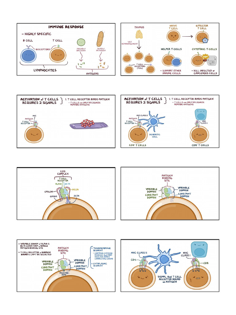 Respon Imun Pada Sel T Dan Sel B | PDF