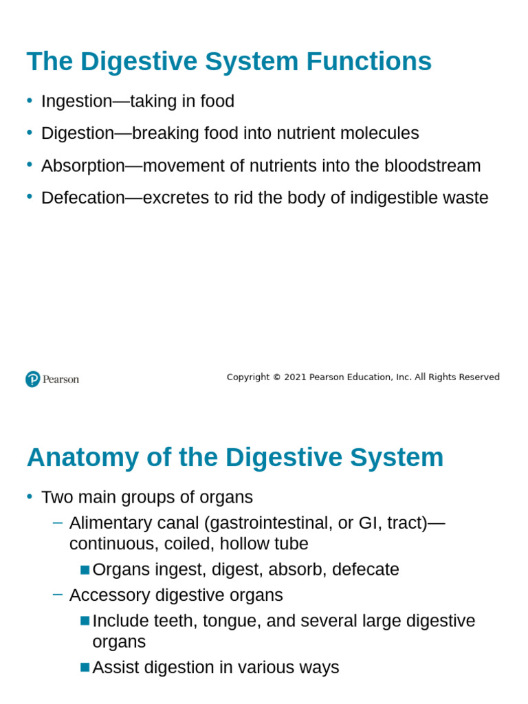 Digestive System Essentials | PDF | Cellular Respiration | Stomach