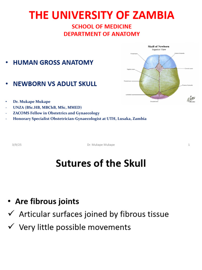 Fetal vs Adult Skull Differences | PDF | Skull | Human Head And Neck