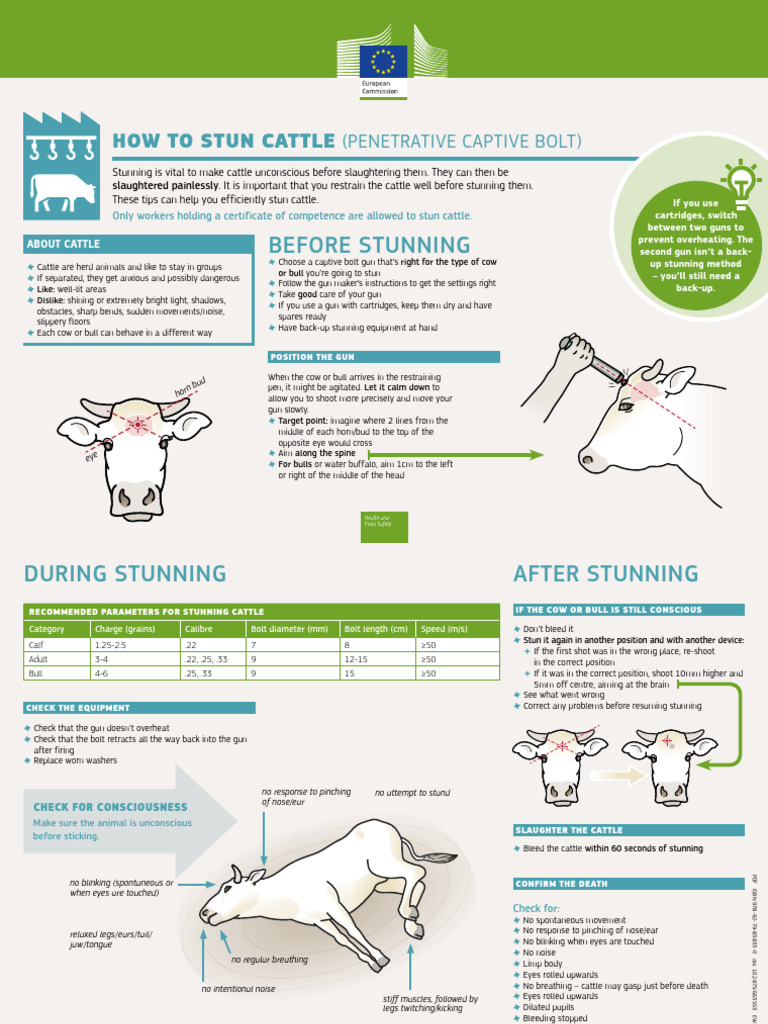 Aw Prac Slaughter Factsheet-2018 Stun Cattle en | PDF | Bull | Cattle