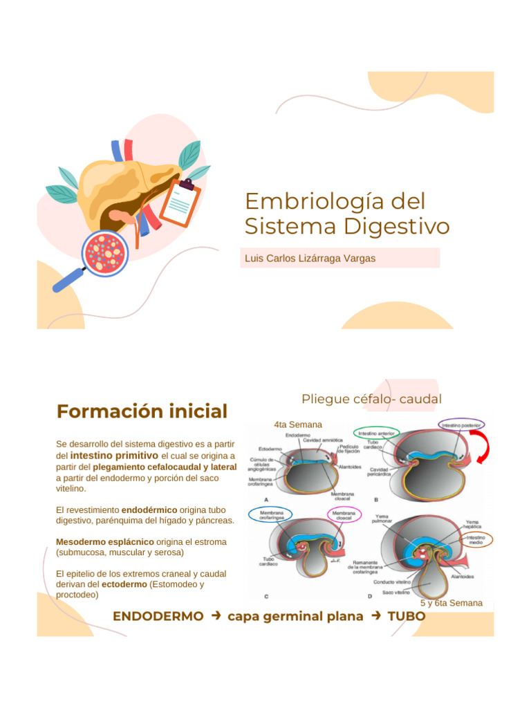 Embriologia Del Sistema Digestivo I y II | PDF | Tracto ...