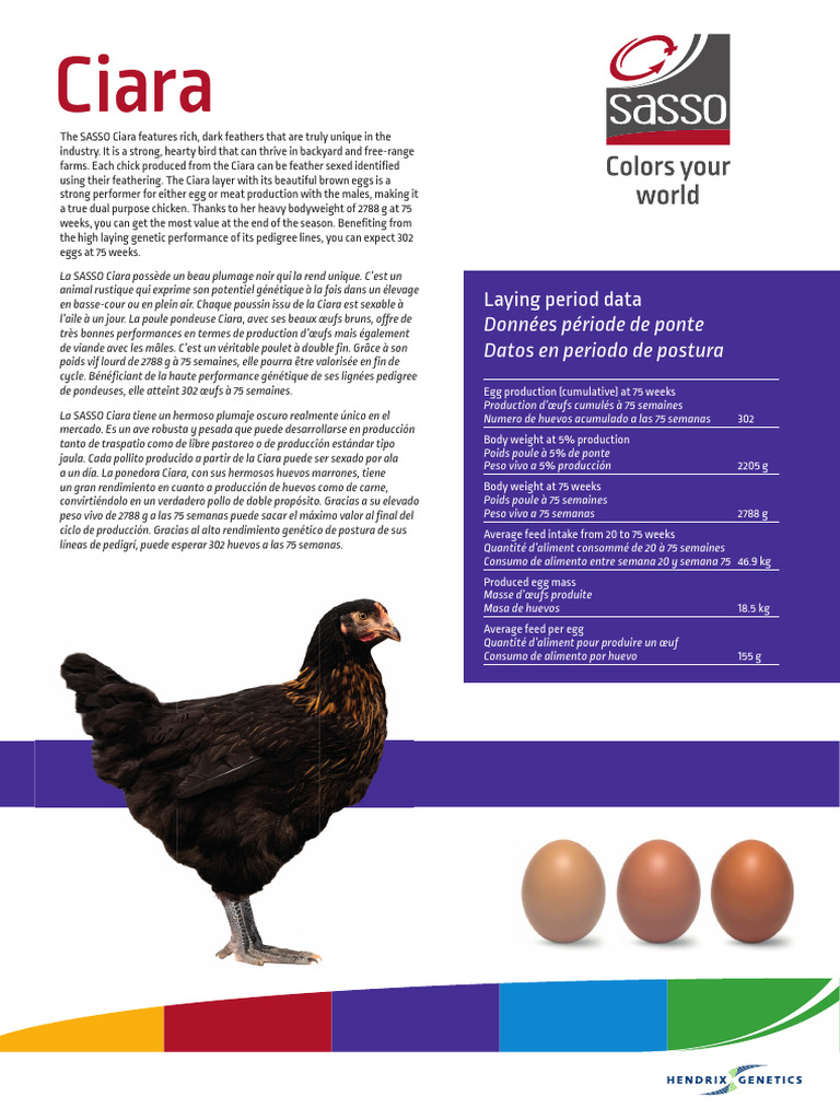SASSO Ciara Product Sheet | PDF | Junglefowls | Domesticated Birds
