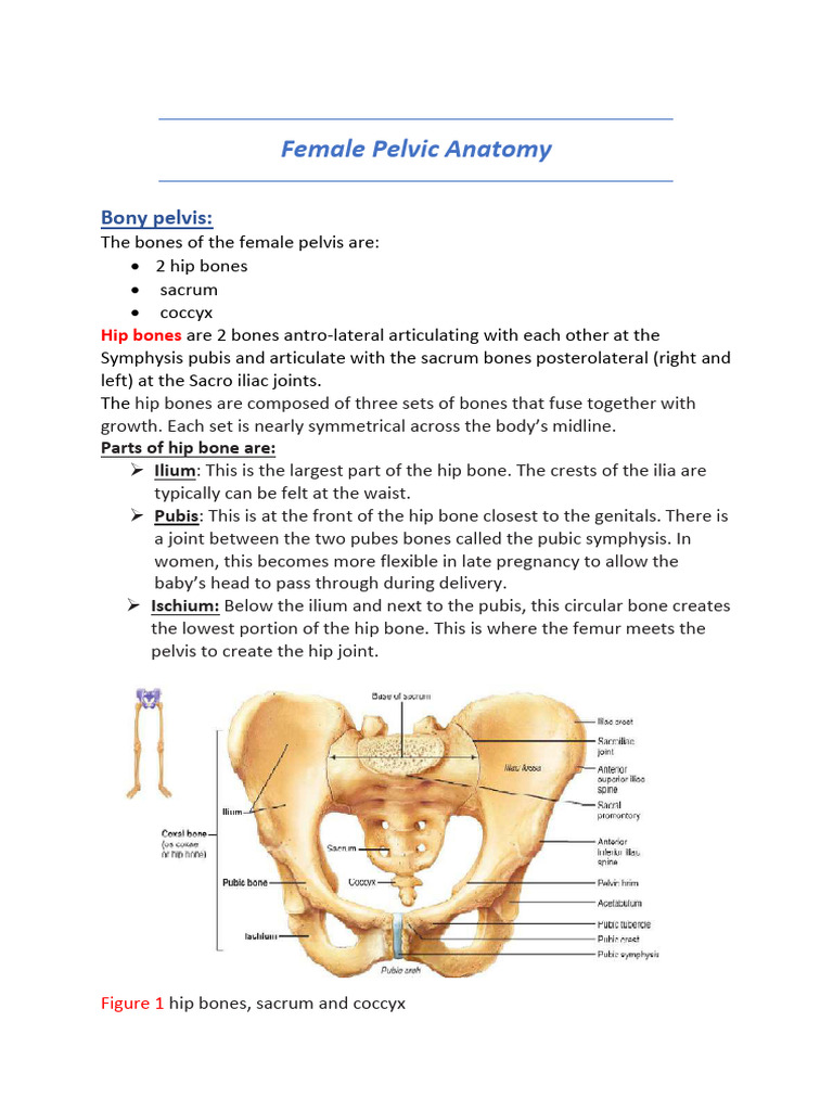 Female Pelvic Anatomy Overview | PDF | Pelvis | Uterus