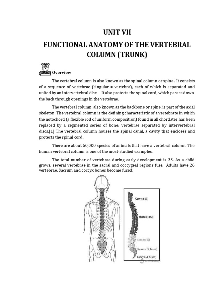 Unit Vii Mpe2 | PDF | Vertebral Column | Vertebra