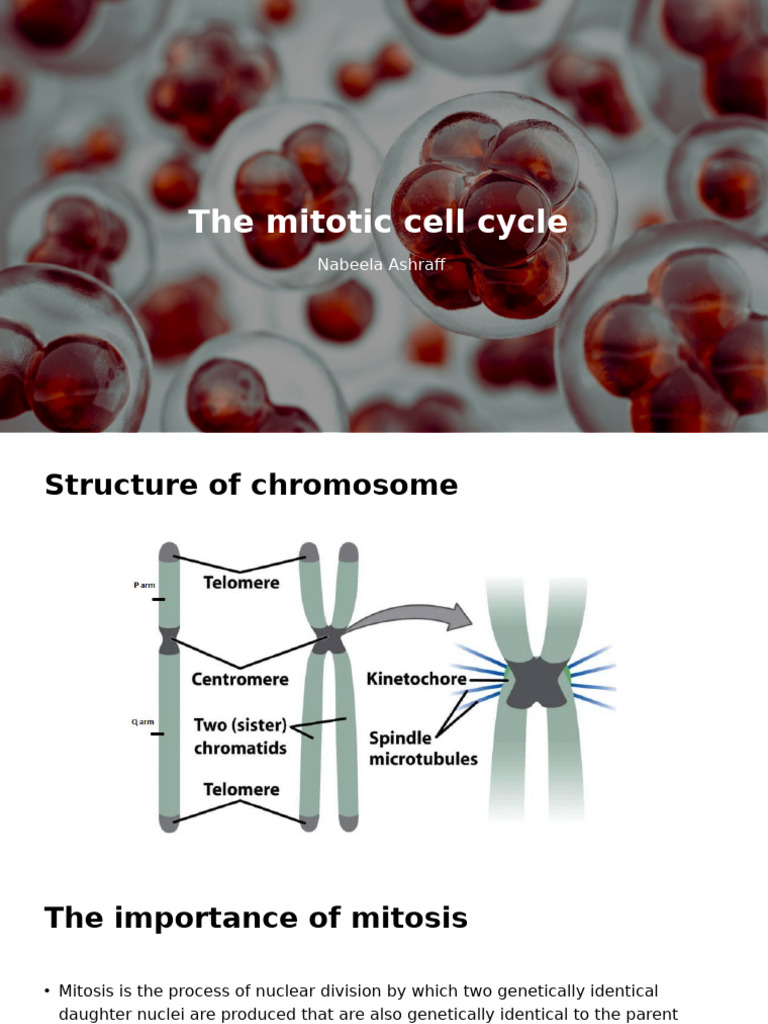 Understanding the Mitotic Cell Cycle | PDF | Mitosis | Cell Potency
