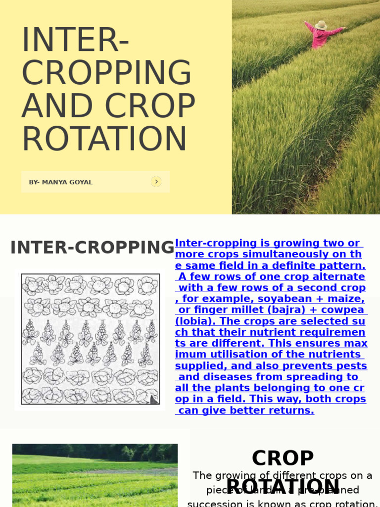 Intercropping vs. Crop Rotation Explained | PDF