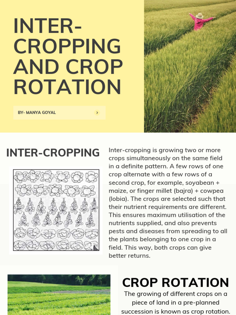 Inter-Cropping and Crop Rotation 20250426 141607 0000 | PDF