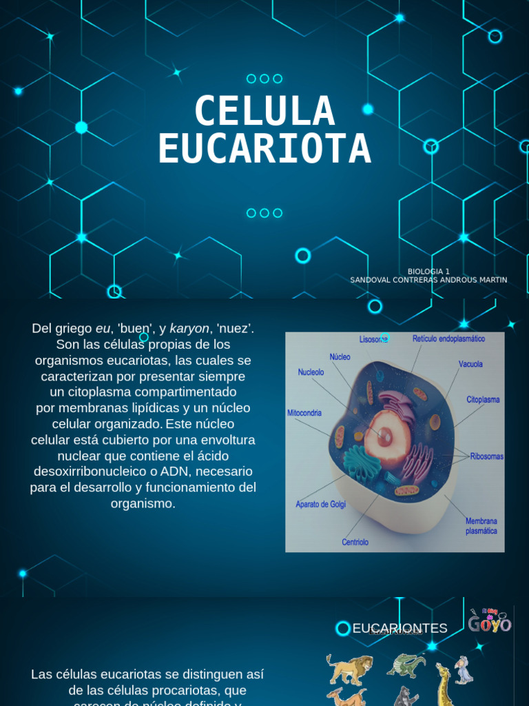 Celula Eucariota. Biologia 3 | PDF