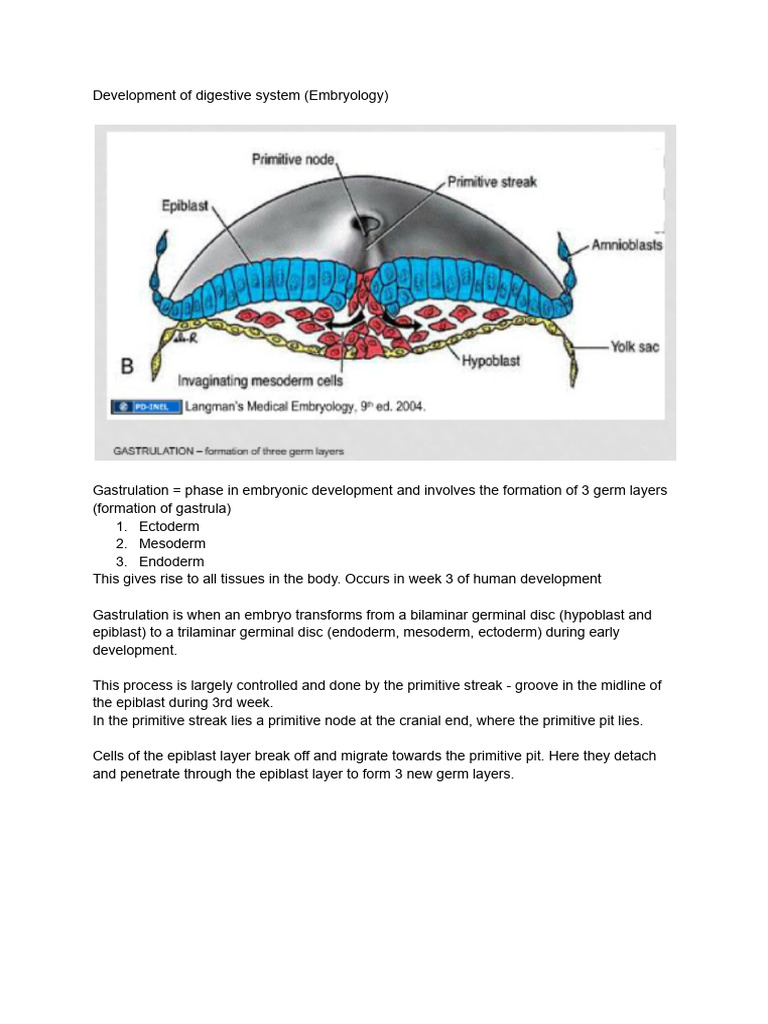 Embryology Development of Digestive System Notes | PDF | Pancreas ...