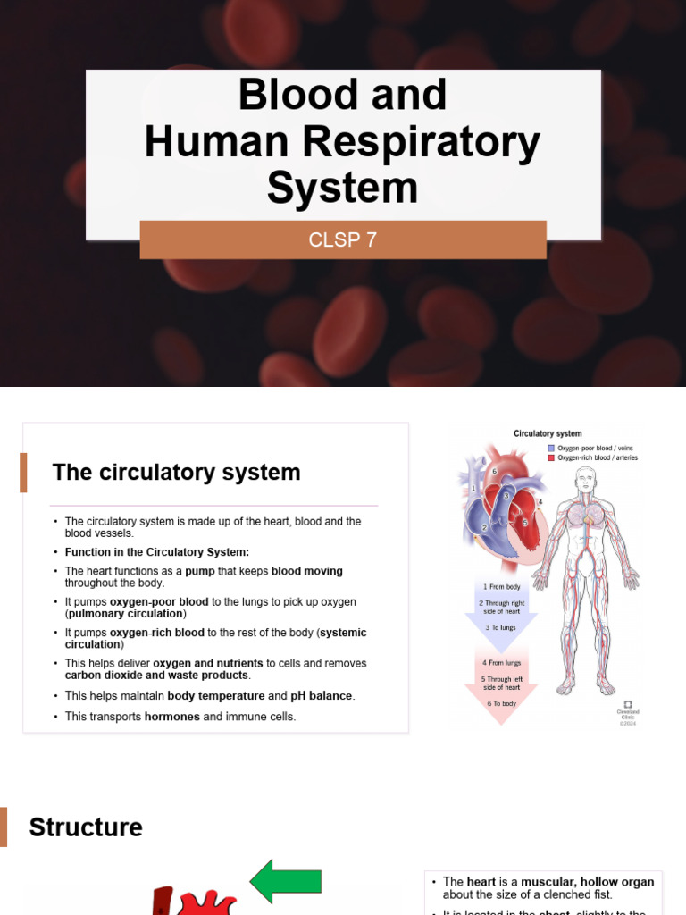 Notes - Blood and Respiratory System | PDF | Circulatory System | Lung