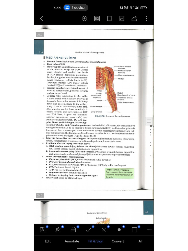 Median Nerve | PDF