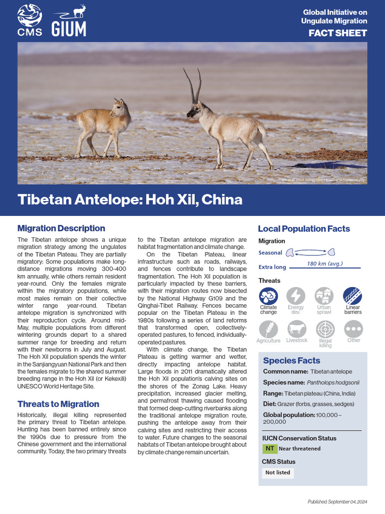 Tibetan Antelope Migration Insights | PDF | Ecology | Physical Geography