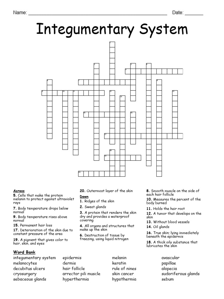 Integumentary System Crossword Puzzle | PDF | Skin | Integumentary System