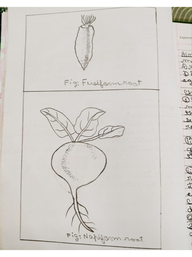 Botany Exp 3 Diagrams | PDF