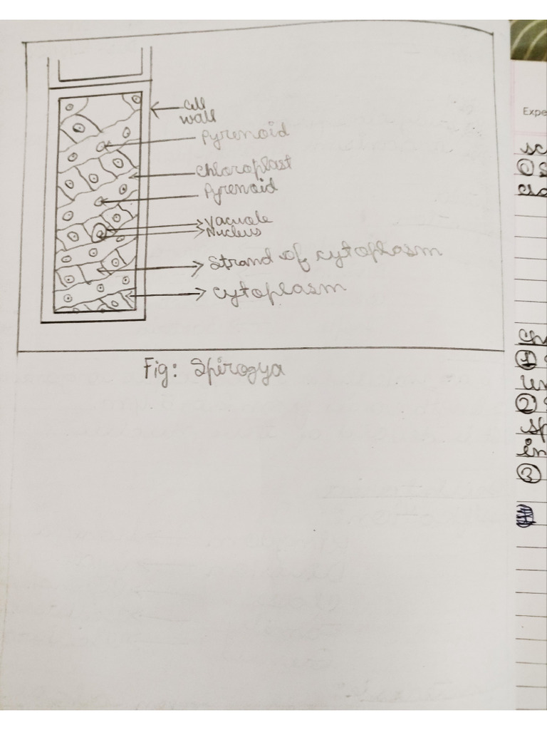 Botany Exp 2 Diagrams | PDF