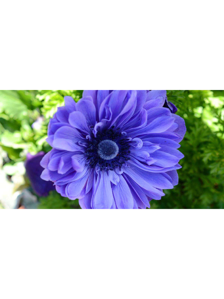Flor Azul Especies 10 | PDF