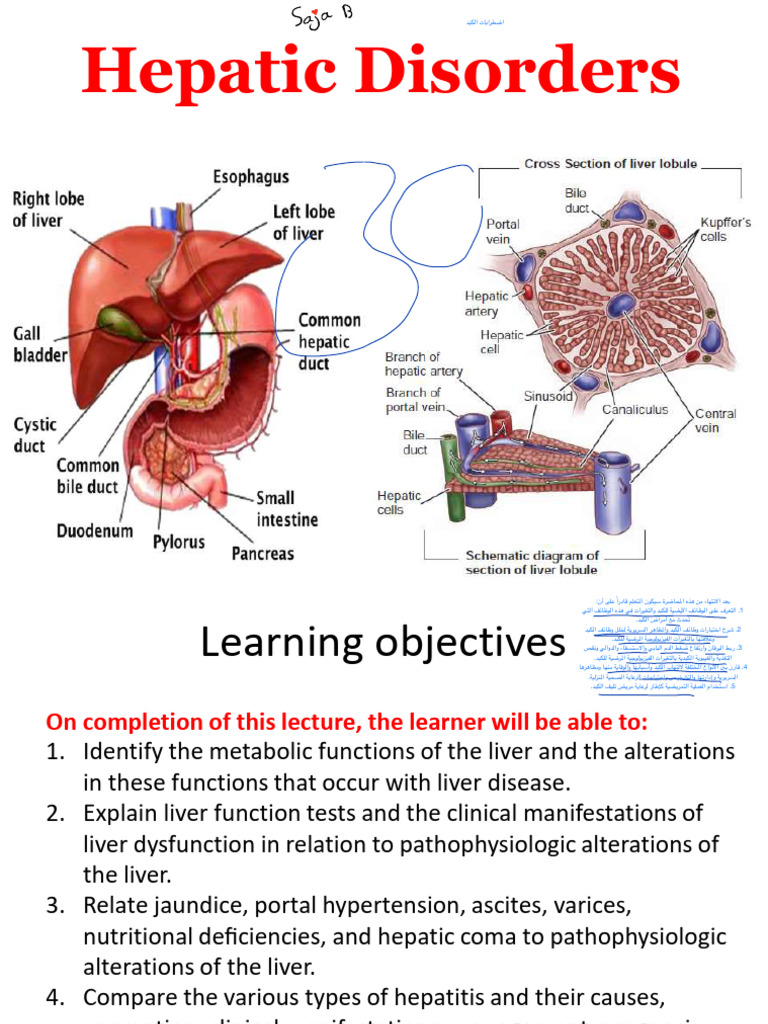11th Hepatic System PDF | PDF