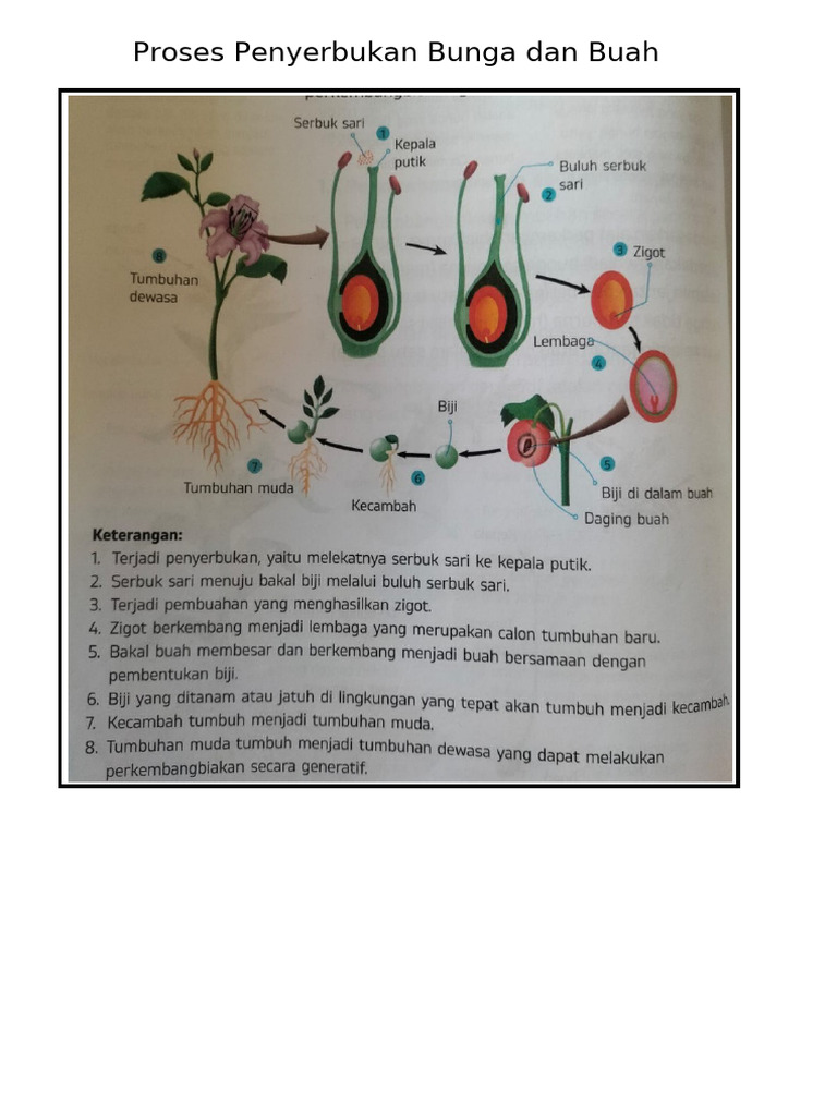 Gambar Proses Penyerbukan | PDF
