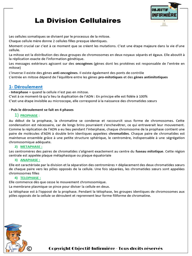 La Division Cellulaire : Mitose et Méiose | PDF | Mitose | Méiose