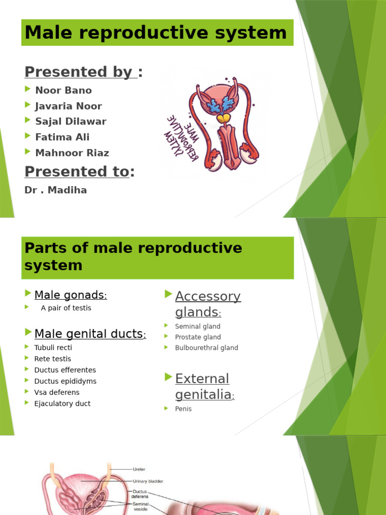 Male Reproductive System Presentation 5 | PDF | Epithelium | Testicle
