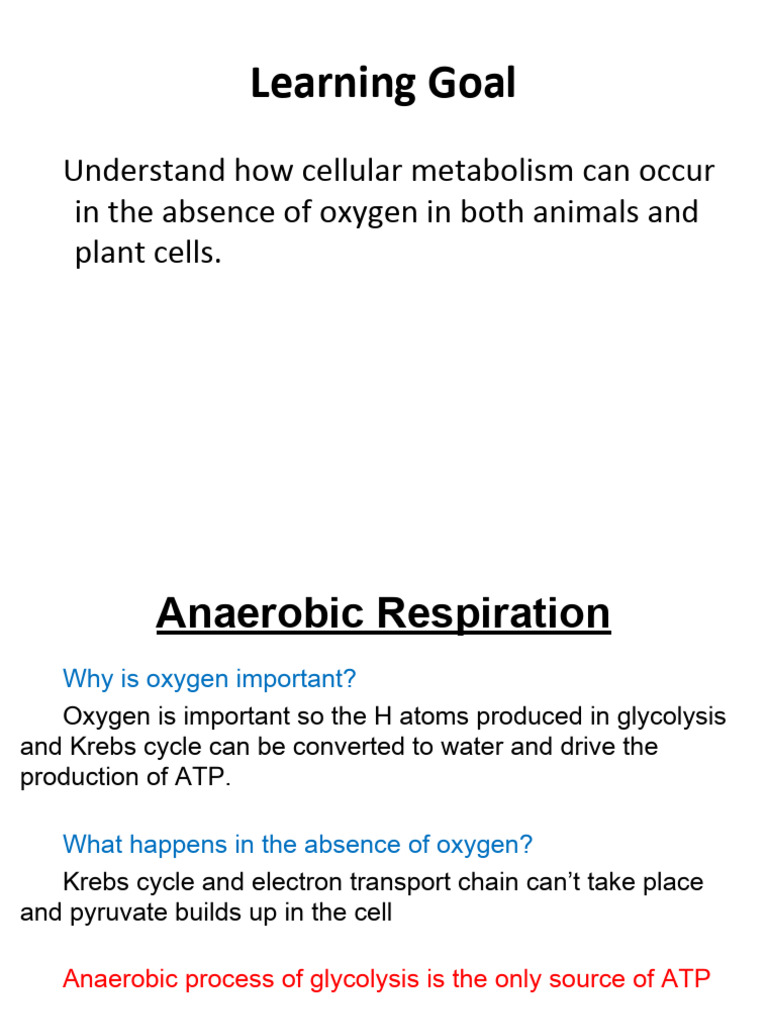 Anaerobic Respiration in Cells | PDF