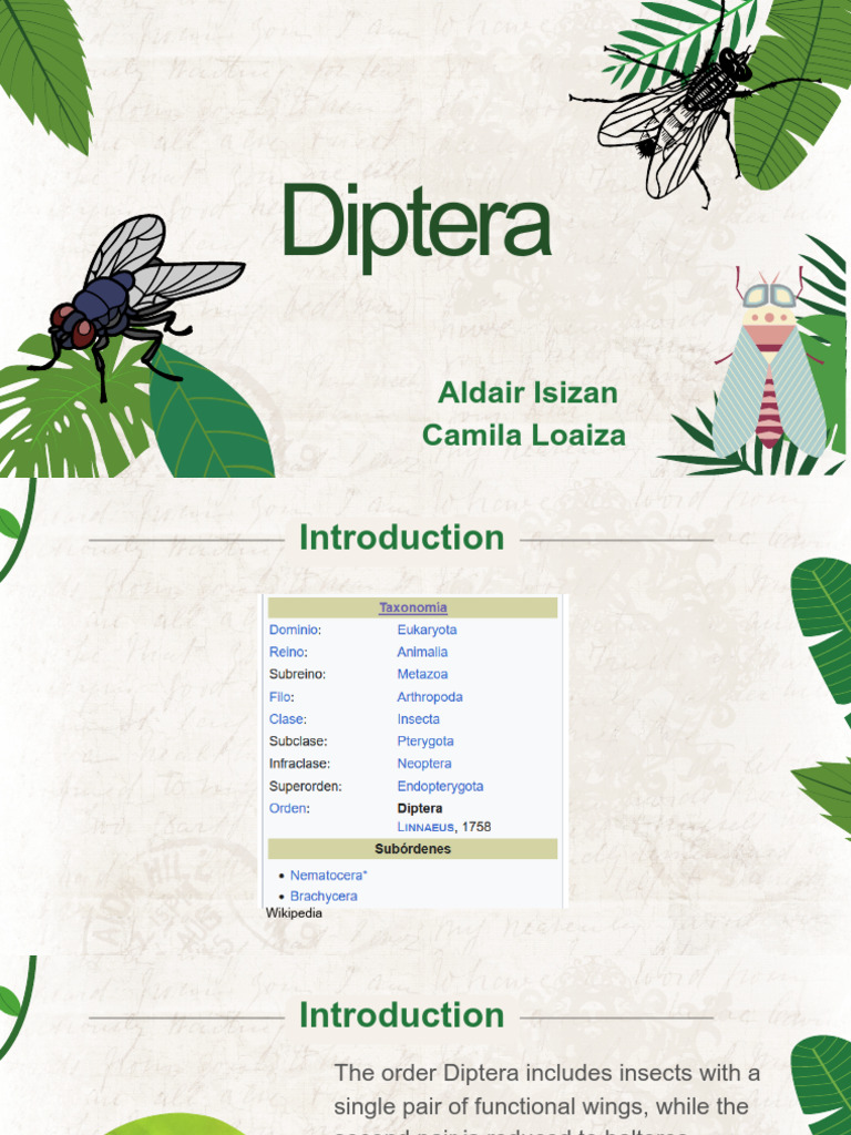 Diptera | PDF | Fly | Insects And Humans