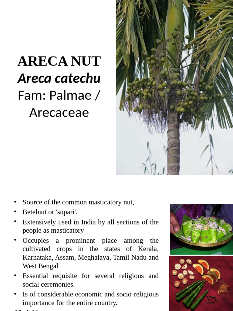 Arecanut Cultivation and Varieties Overview | PDF | Botany | Plants