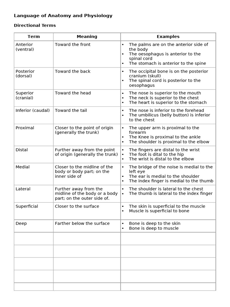 Anatomy Directional Terms Explained | PDF | Anatomical Terms Of ...